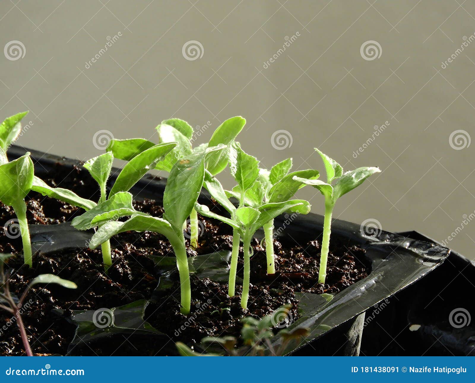 Natural Vegetable Seedlings, Agriculture and Vegetable Seedlings ...
