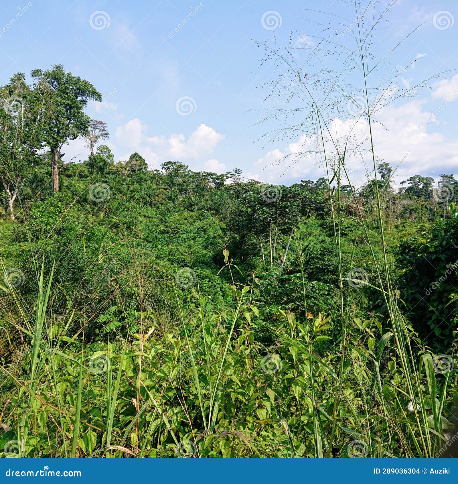 Natural Vegetation with Different Plants Species Stock Photo - Image of ...