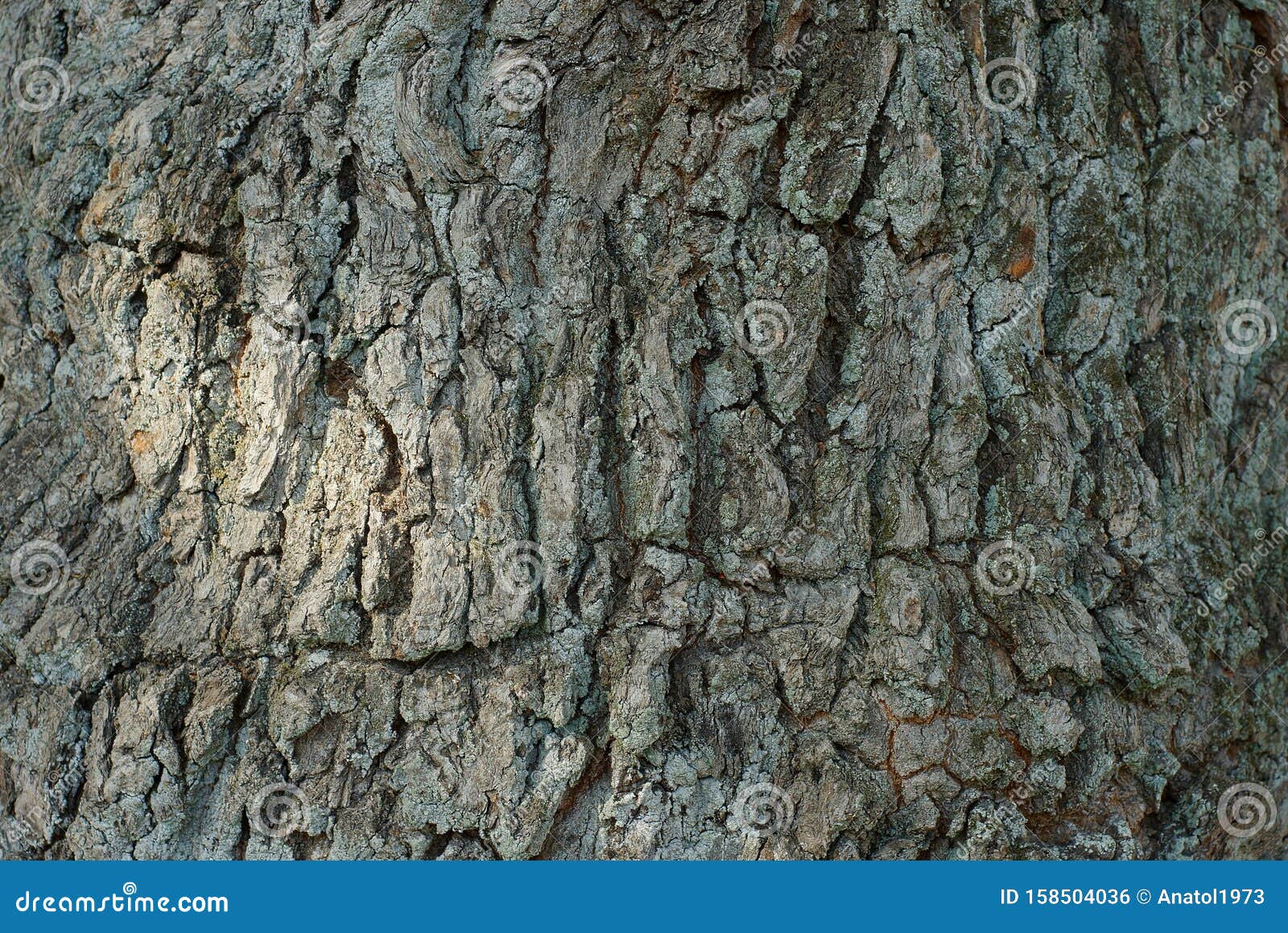 Background from a Gray Bark on a Tree Stock Photo - Image of abstract ...