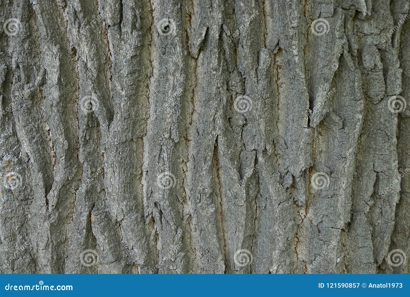 Natural Vegetative Texture from a Gray Bark on a Tree Stock Image ...