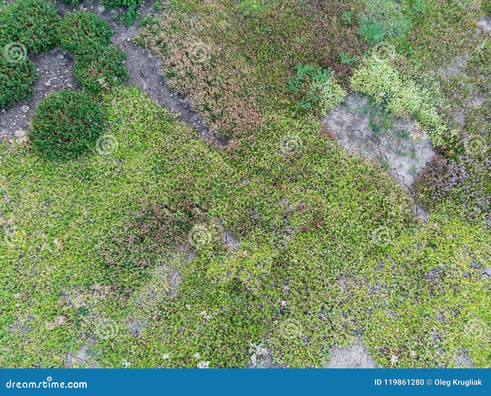 Natural vegetative texture stock photo. Image of leaf - 119861280