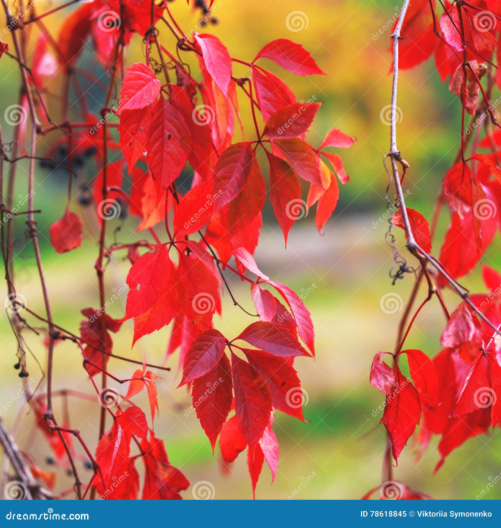 Natural Vibrant Wild Grape Vines. Stock Image - Image of background ...
