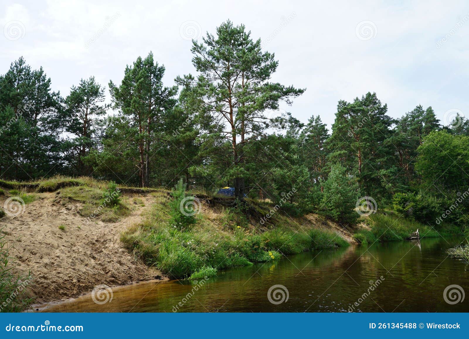 Natural View of a Calm River and Tall Trees with Twisted Branches in a ...