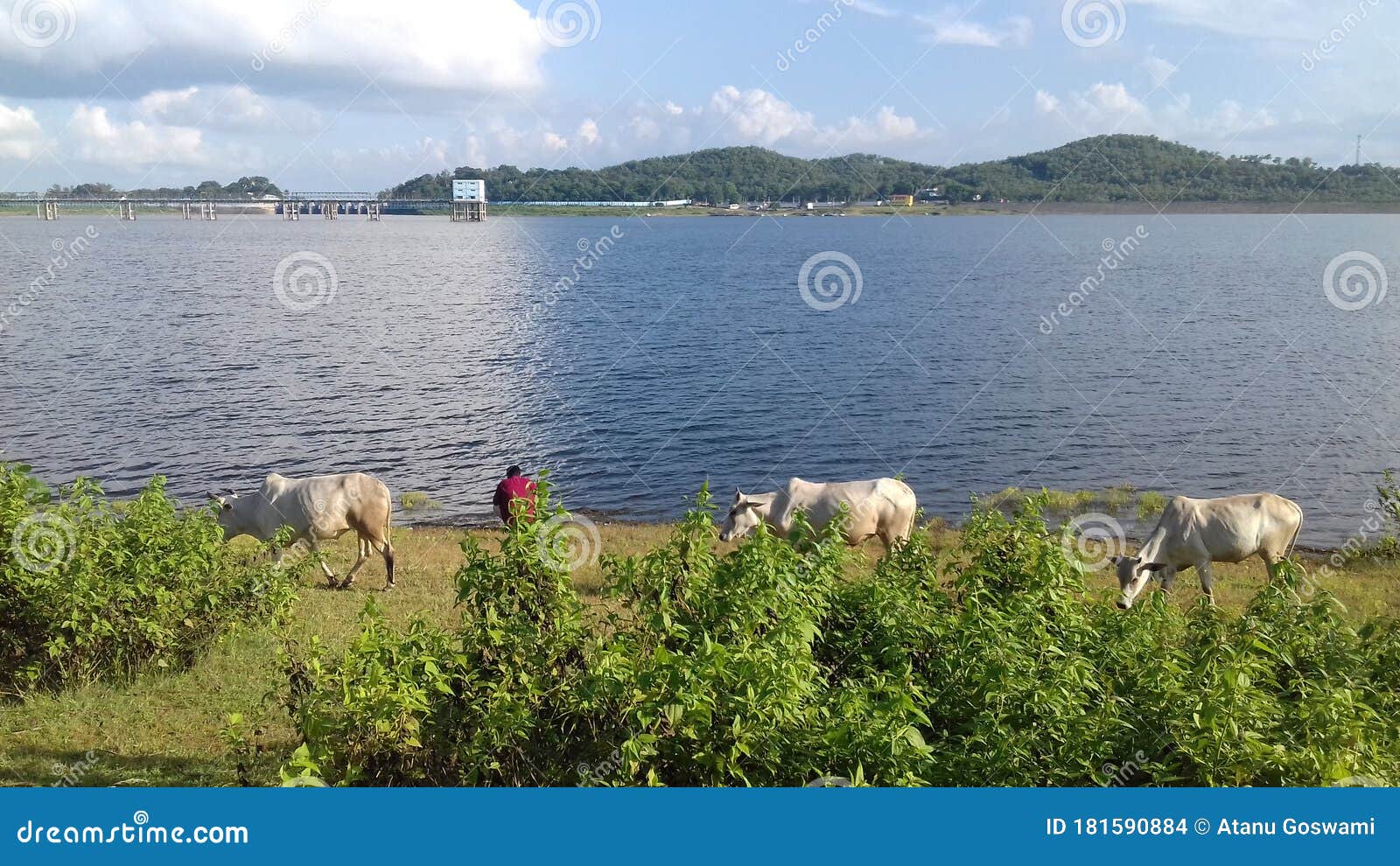 Natural View of Indian River Side Stock Photo - Image of eagle, quail ...
