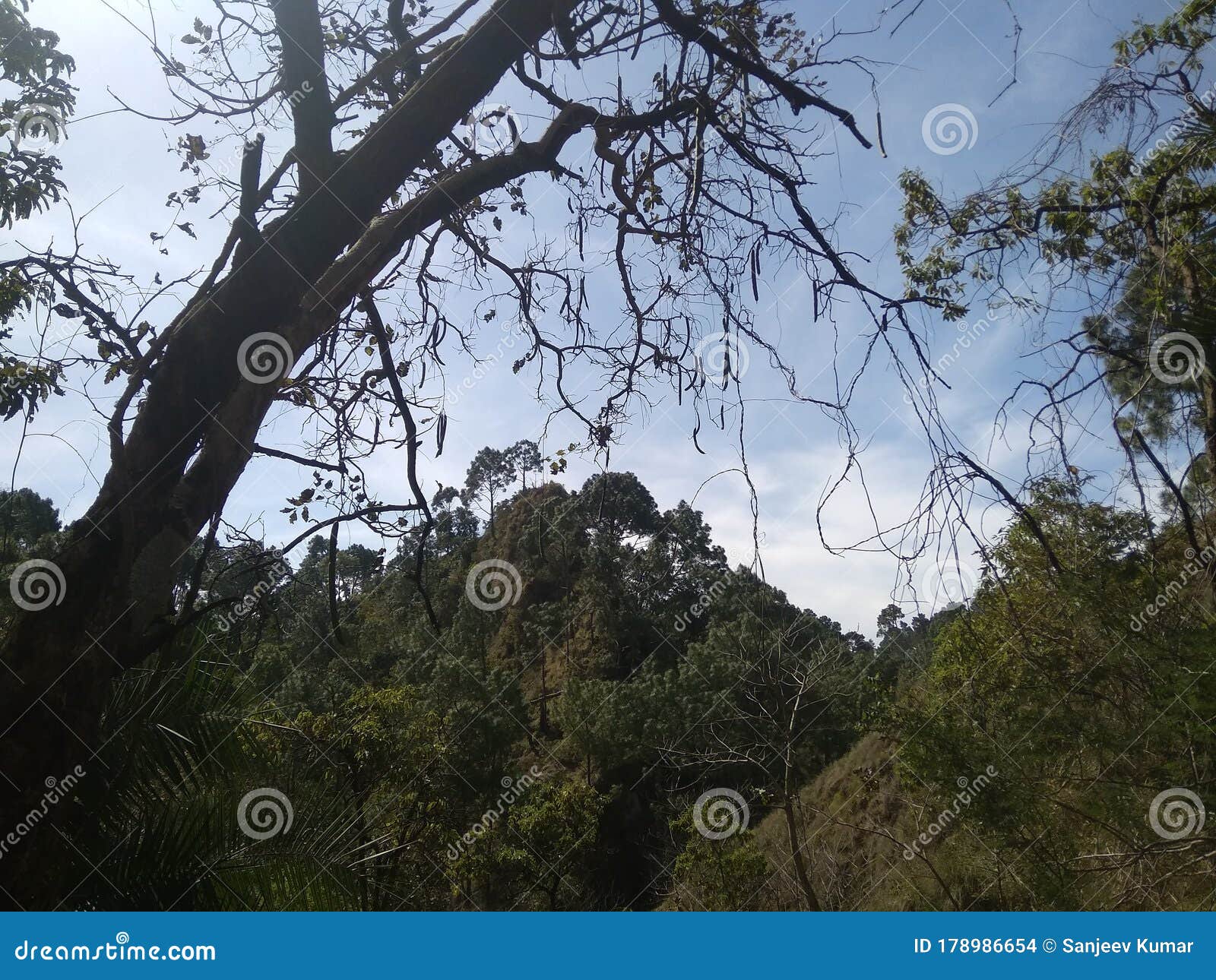 Natural view of the jungle stock photo. Image of view - 178986654