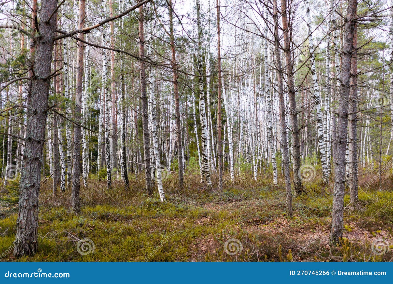 A Natural View of the Marsh through the Trunks of a Birch Tree during ...
