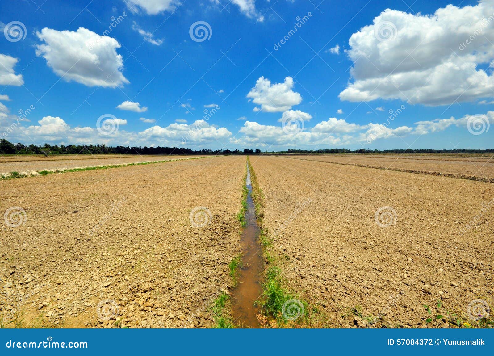 Natural View of Paddy Field Stock Photo - Image of greennature, durind ...