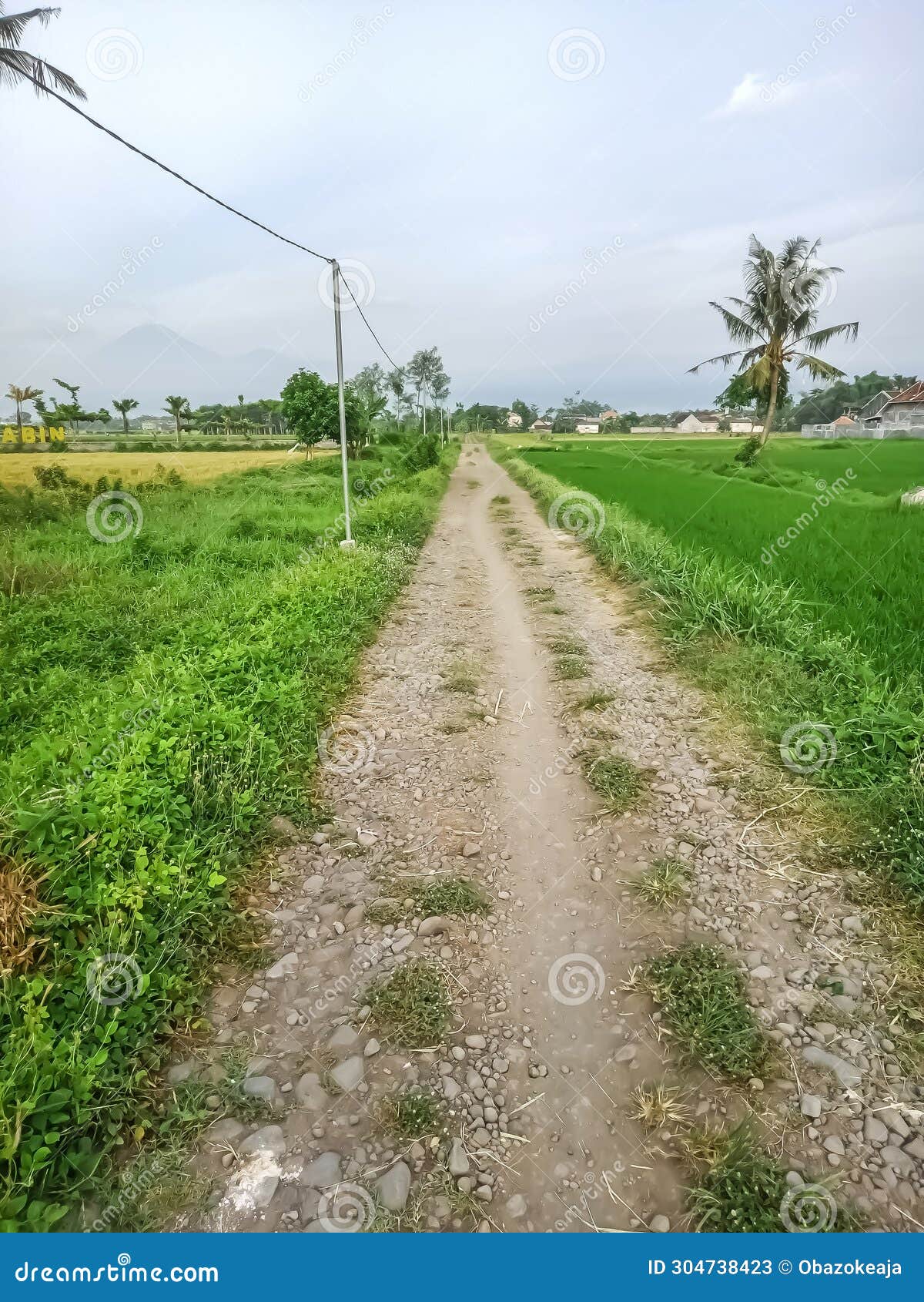 Natural View of the Path in the Middle of Rice Fields Stock Image ...