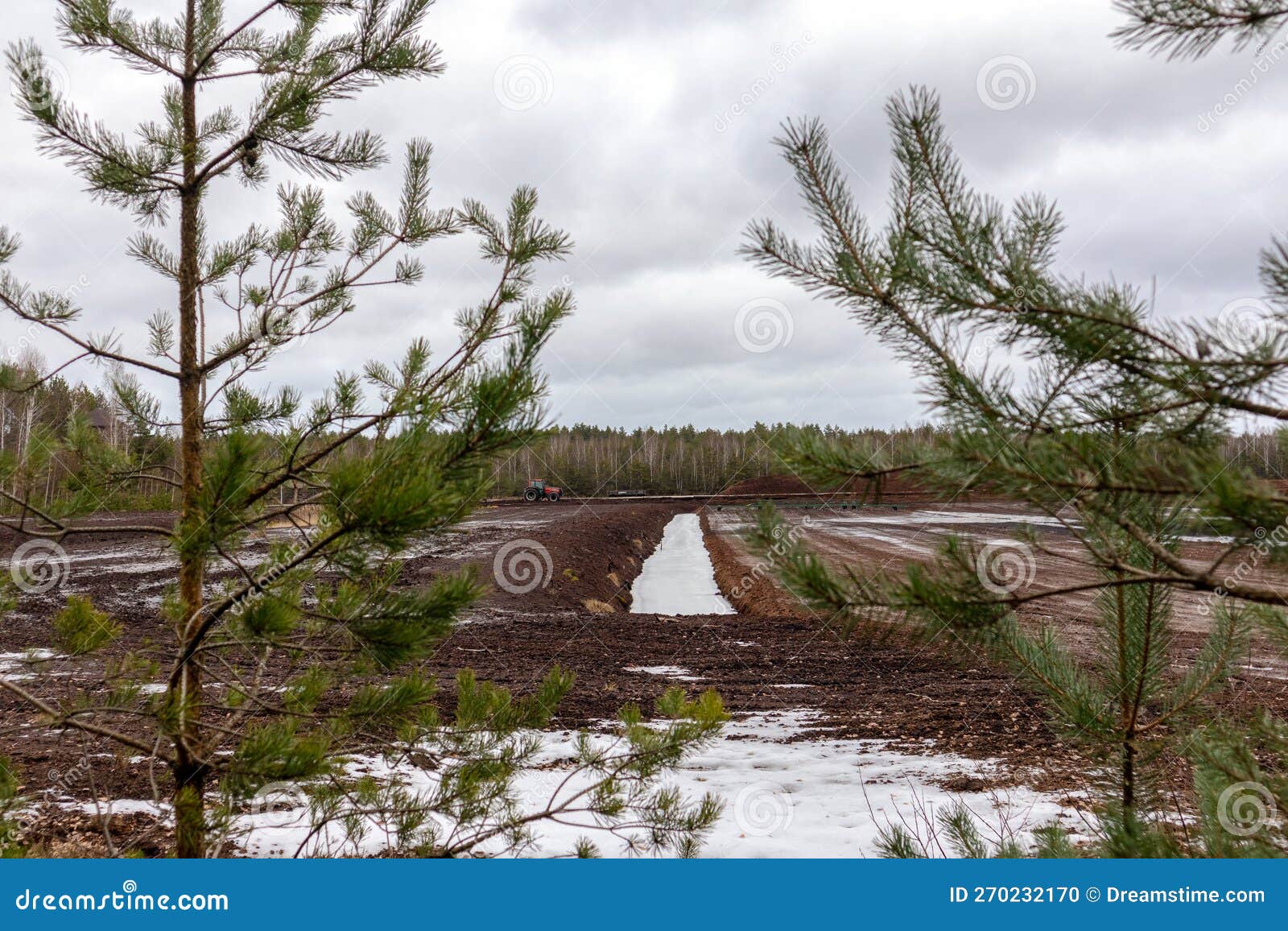 A Natural View of a Peat Bog through Two Branches of a Pine Tree Stock ...