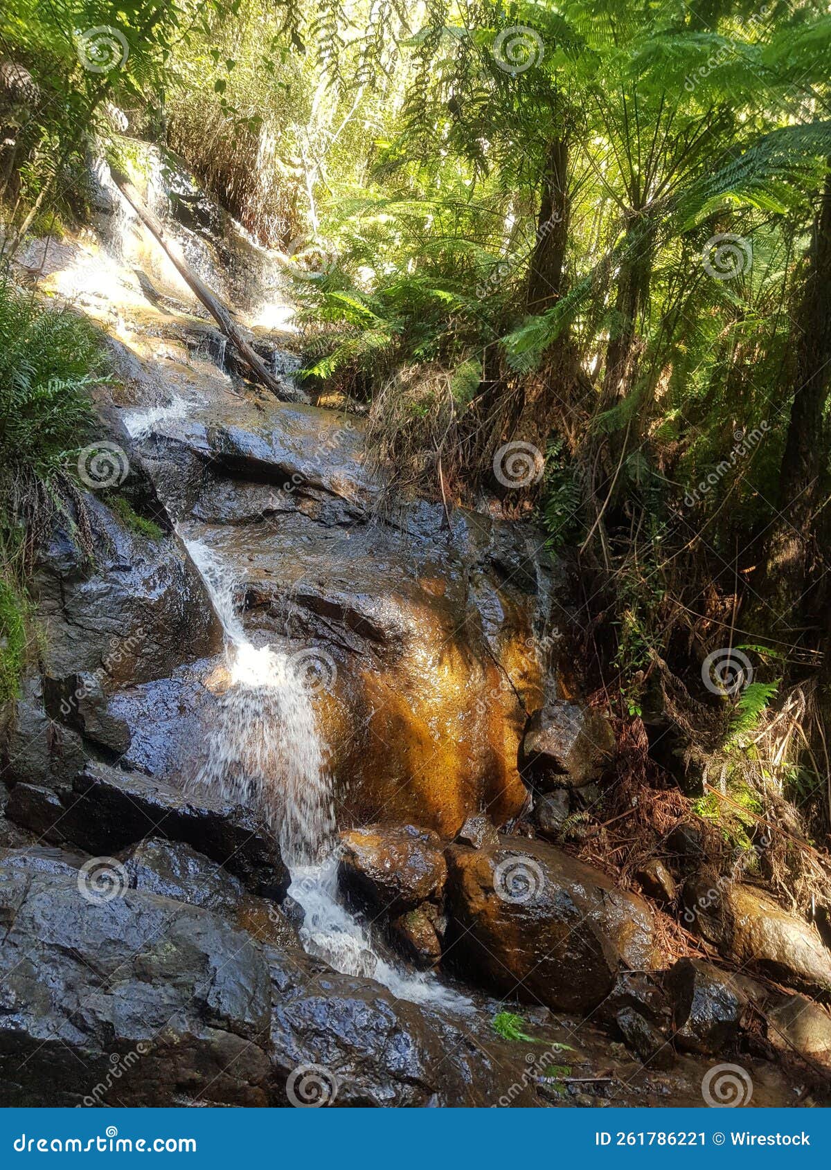 Natural View of a Small Waterfall Flowing Downstream in a Forest Stock ...
