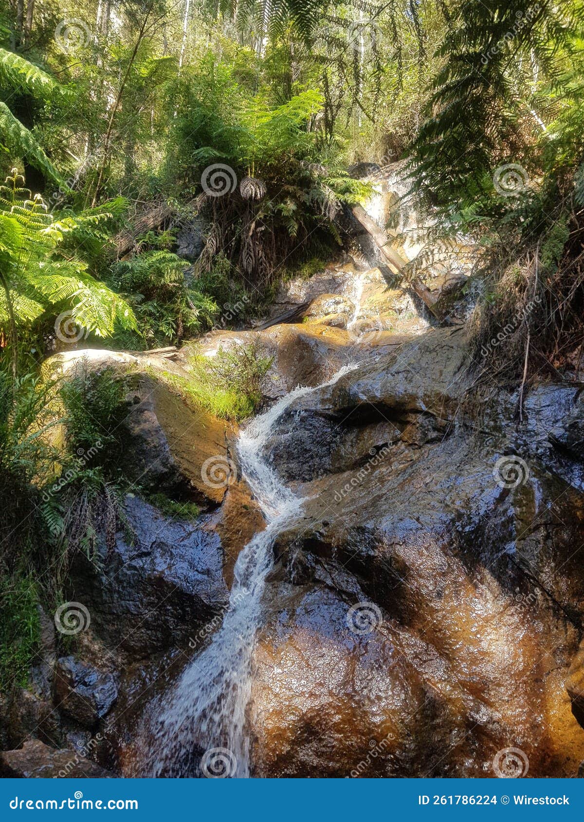Natural View of a Small Waterfall Flowing Downstream in a Forest Stock ...