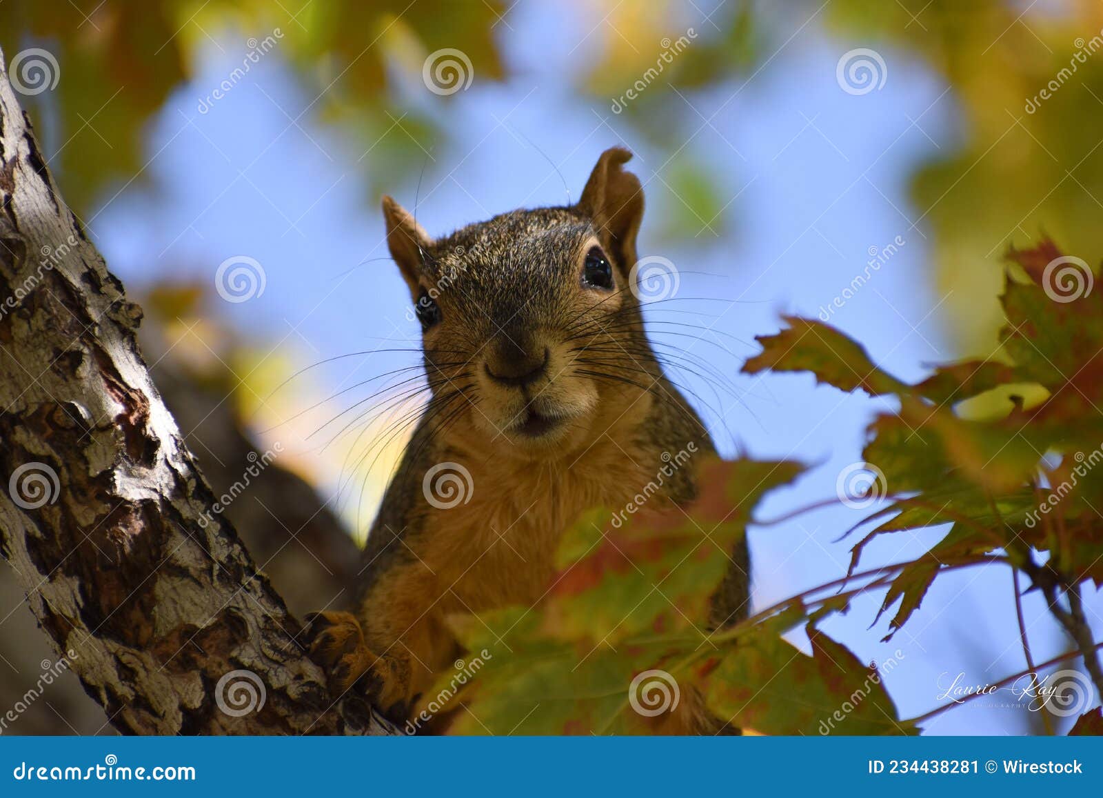 Natural View of a Squirrel Looking at the Camera on a Tree Branch Stock ...