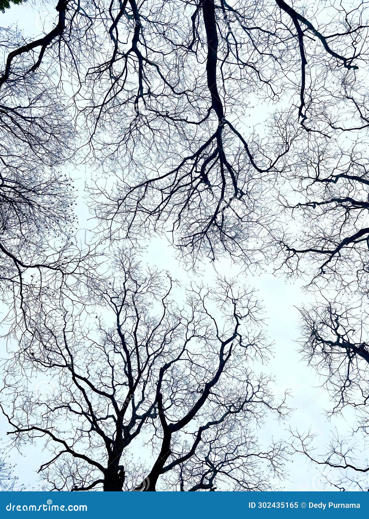 Tree Branches without Leaves Stock Image - Image of autumn, leaves ...