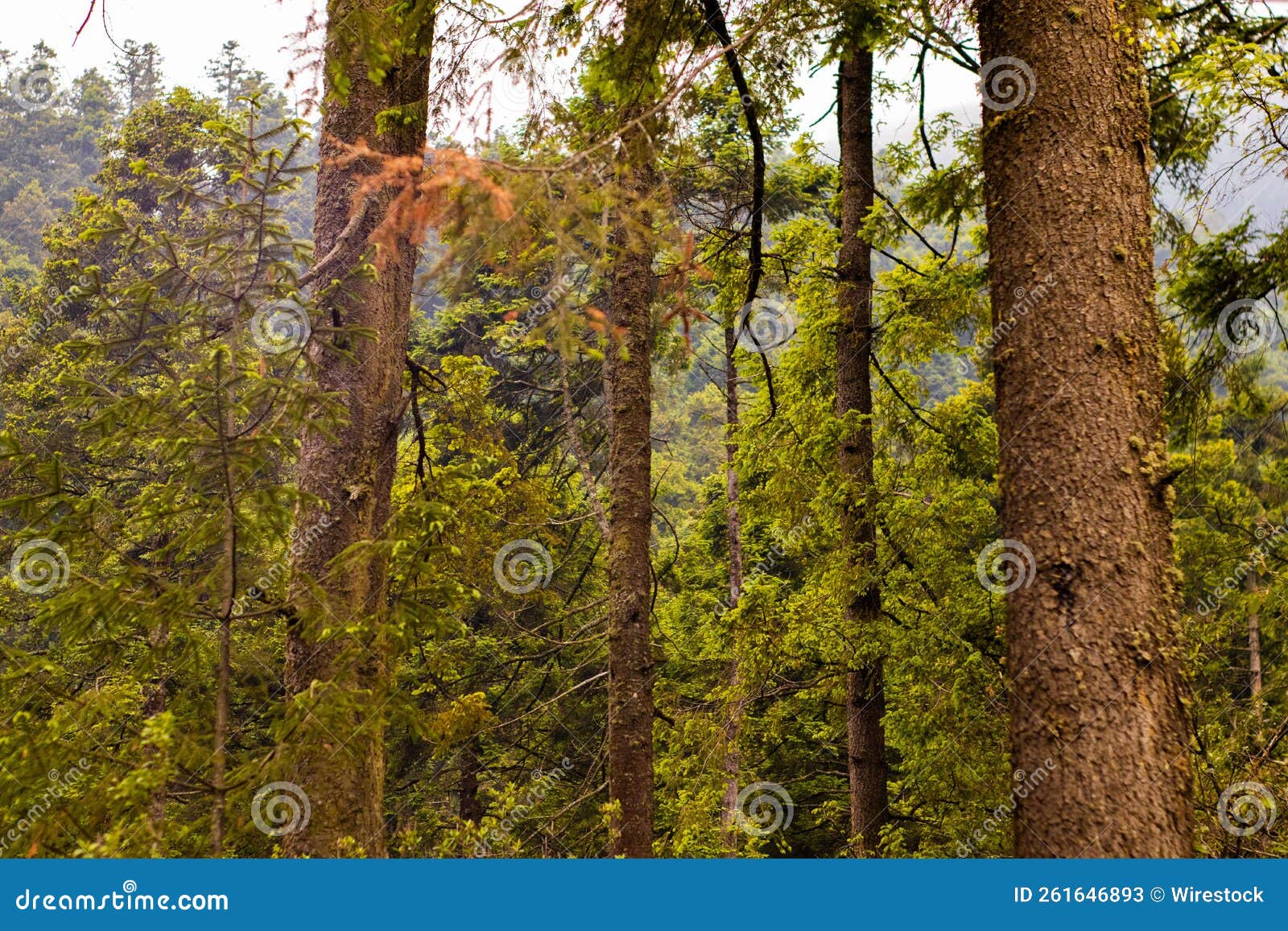 Natural View of Thick Forest on a Foggy Day Stock Image - Image of tree ...