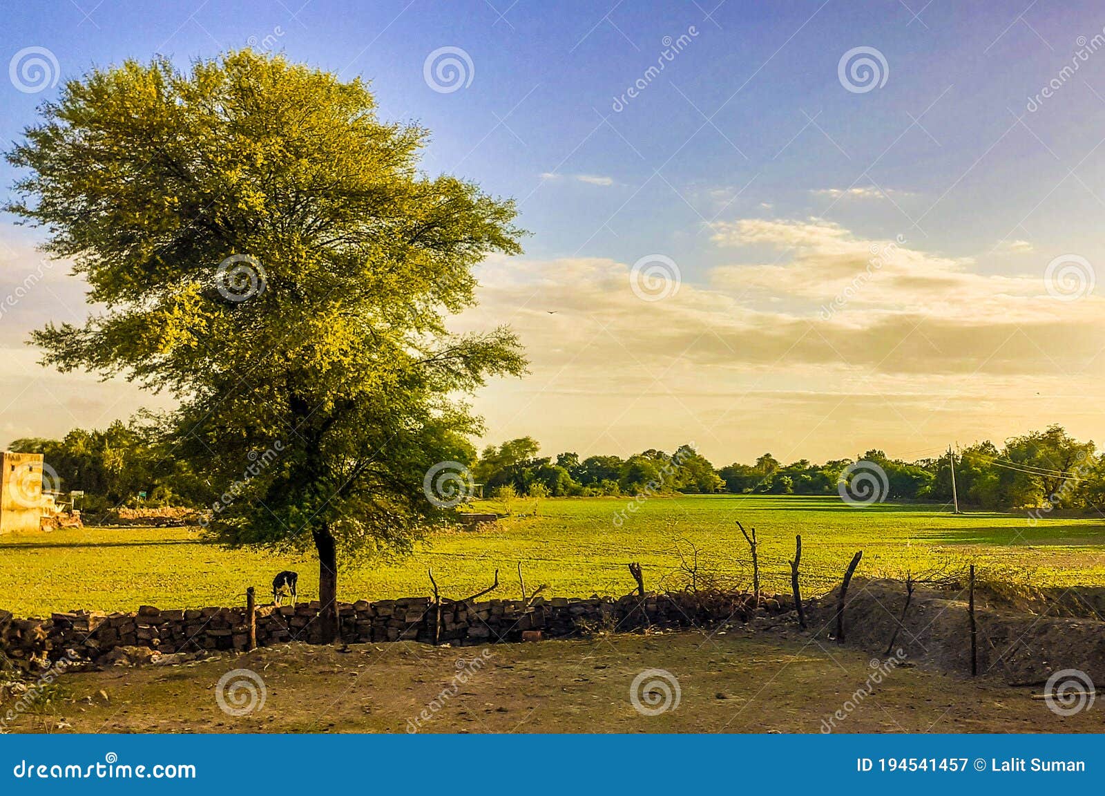 Natural View of a Tree in Fields Stock Image - Image of layer, natural ...