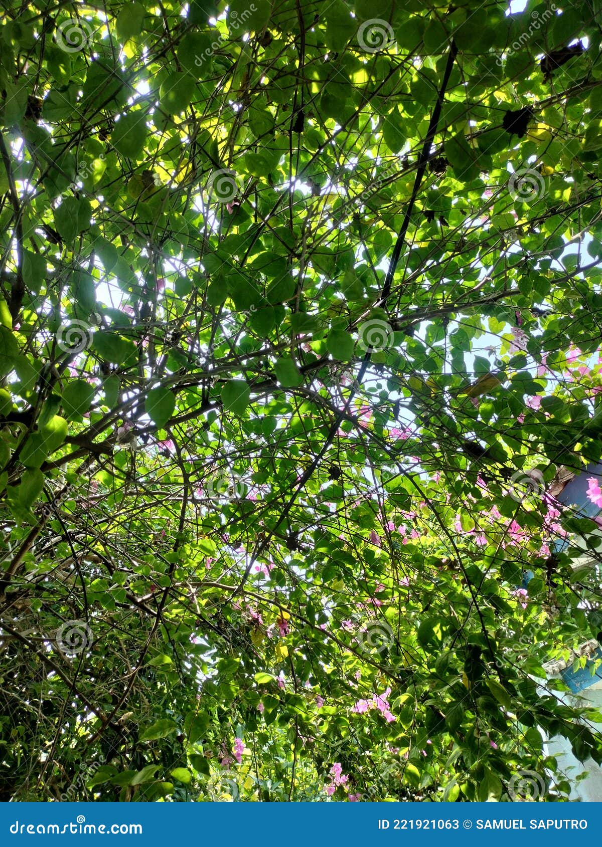 Natural view tree stock image. Image of vegetation, produce - 221921063