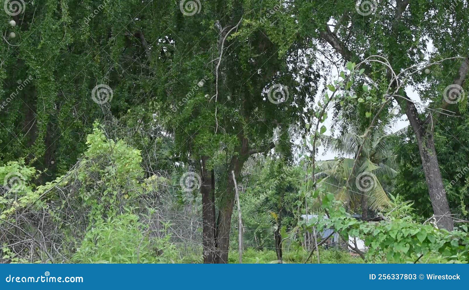 Natural View of Trees in a Park during Raining Stock Video - Video of ...
