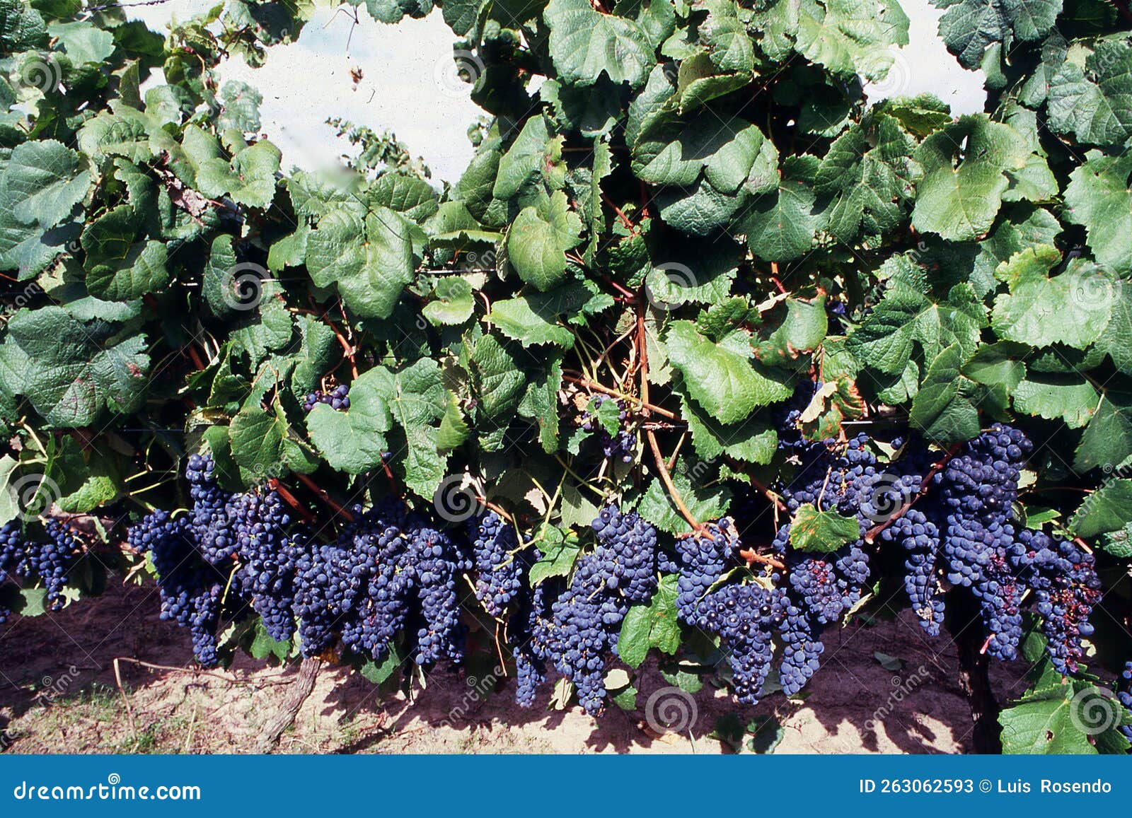 Natural View of Vineyard with Grapes in the Nature Stock Image - Image ...