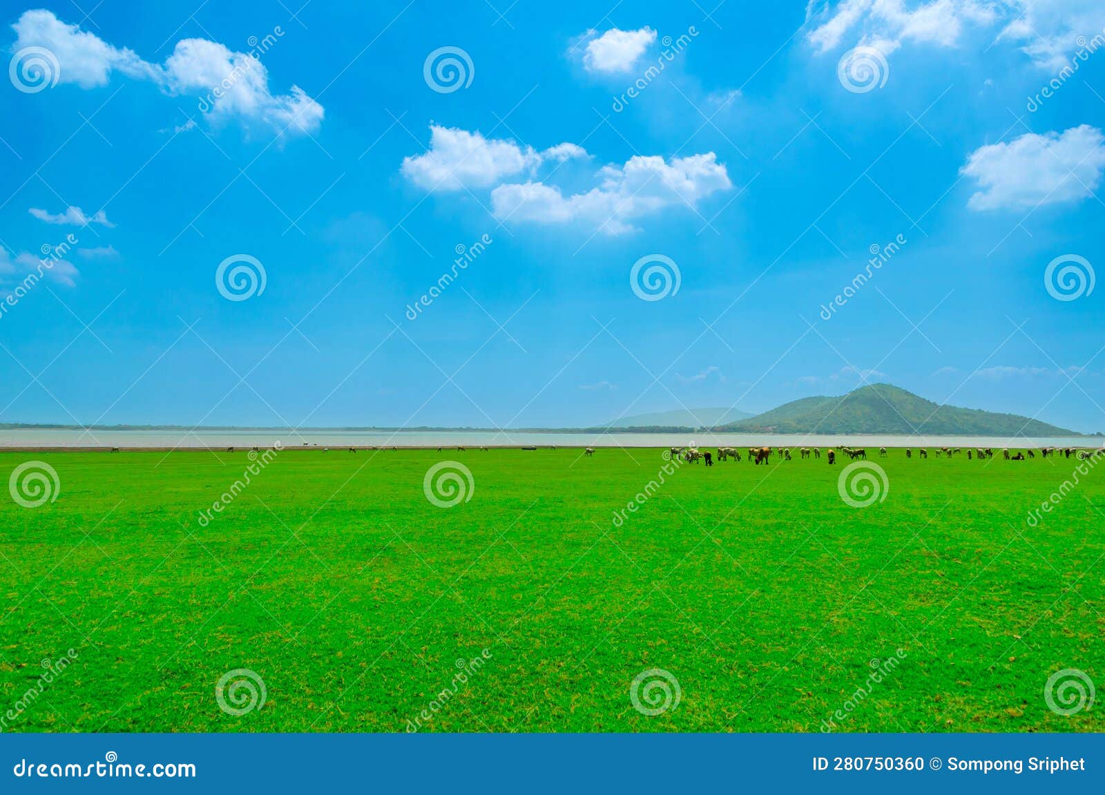 Natural View Wide Fields Clear Sky Cow Stock Photo - Image of view ...