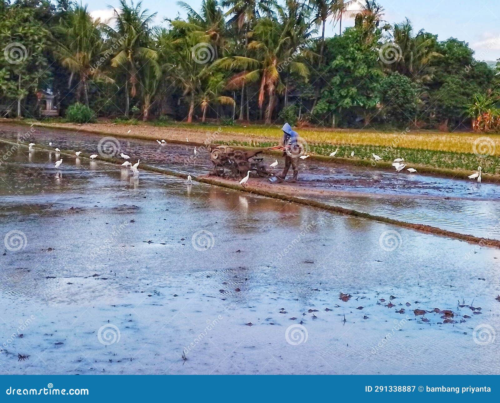 Natural Views of Rice Fields, Hills, Trees and Bright Skies during the ...