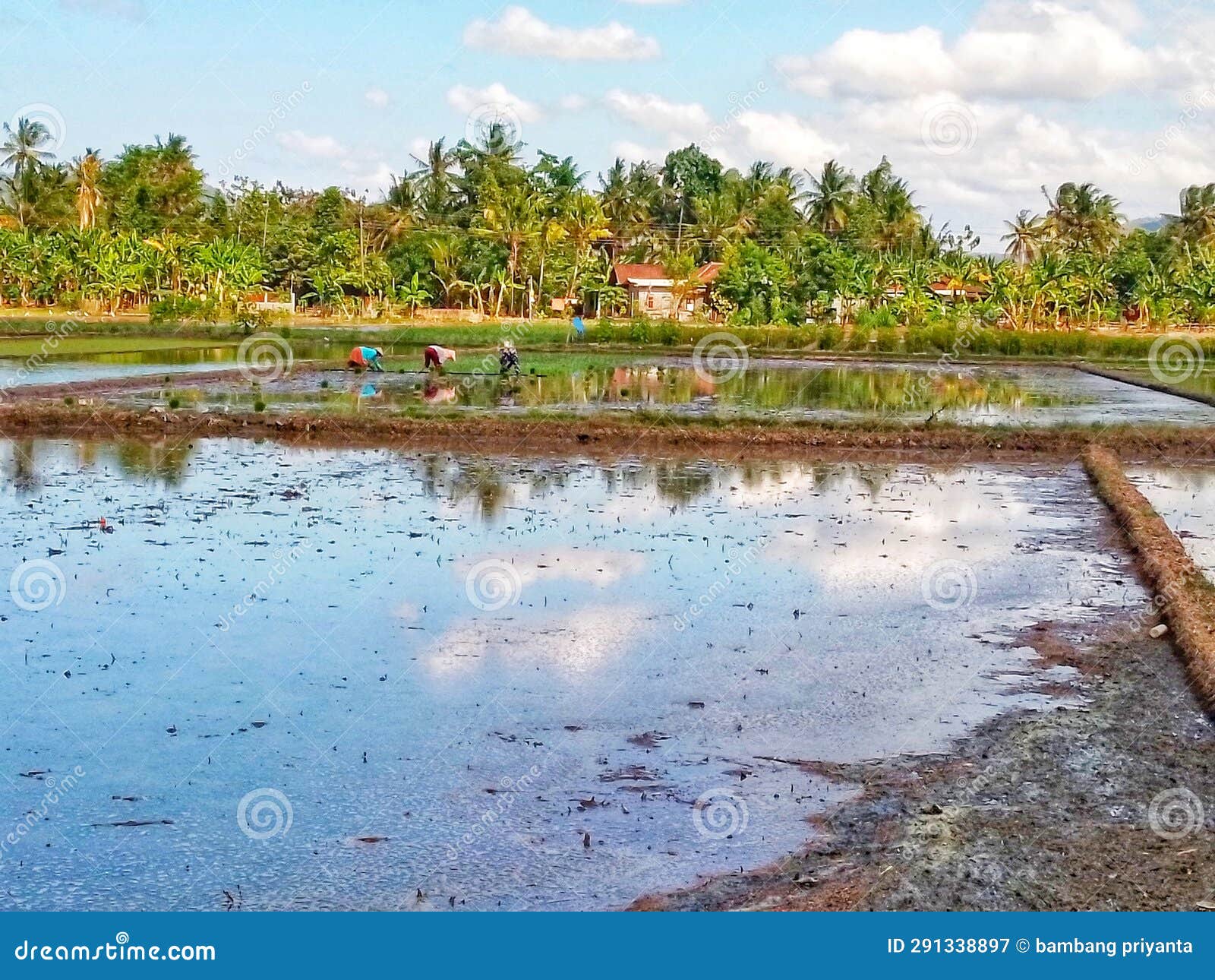 Natural Views of Rice Fields, Hills, Trees and Bright Skies during the ...