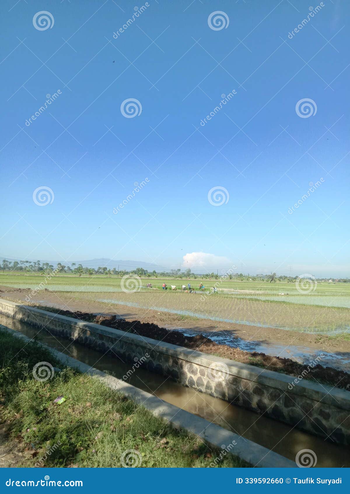 Natural Views of Rice Fields, Mountains, Extensive Gardens Stock Photo ...