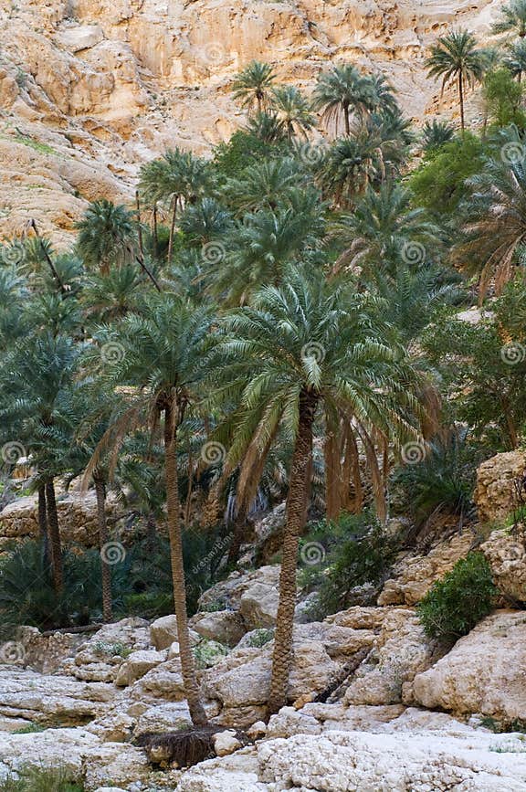 A natural wadi in Oman stock photo. Image of jalali, emirates - 23173412