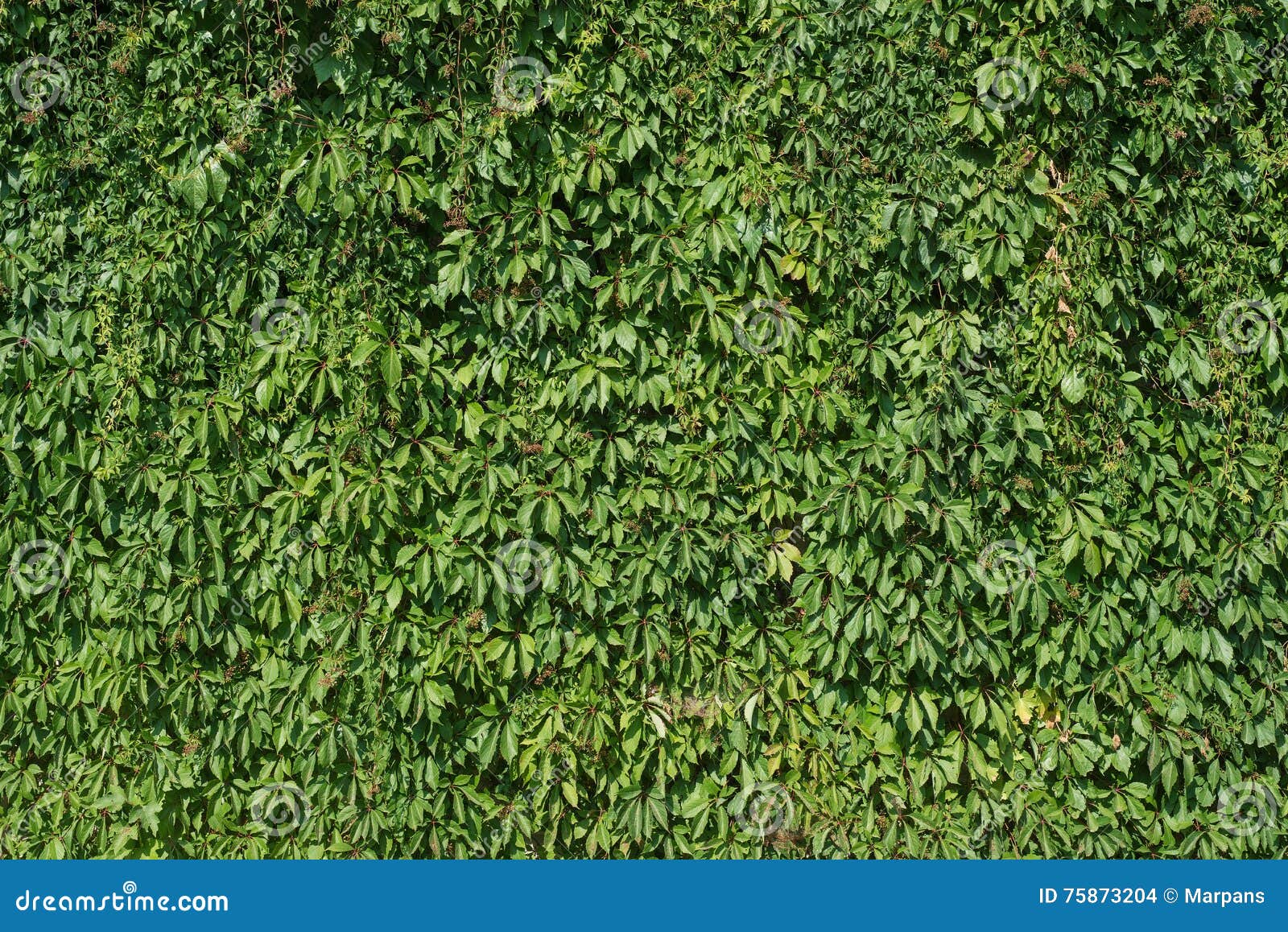 Natural Wall of Green Wild Wine , Texture Stock Photo - Image of ...