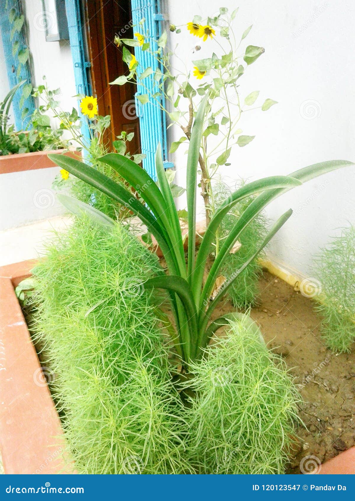 Natural stock image. Image of flowers, natural, tree - 120123547