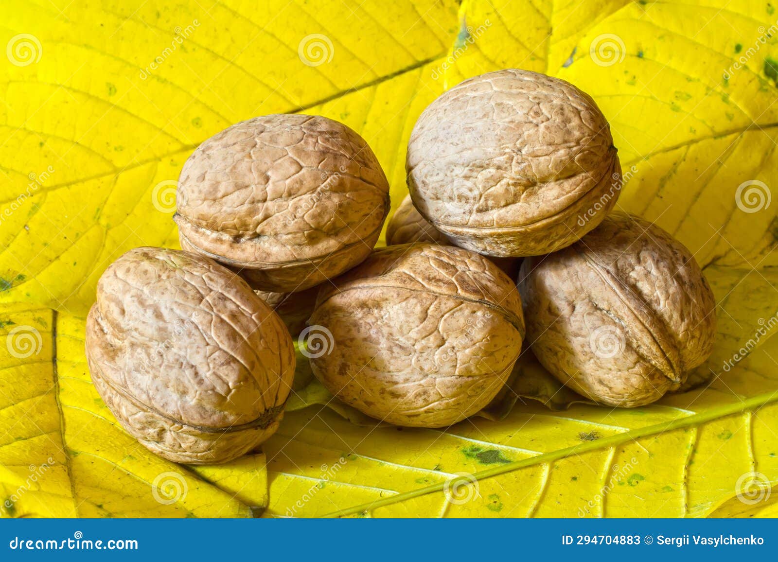 Natural Walnuts on the Background of Yellow Walnut Leaves. Stock Image ...