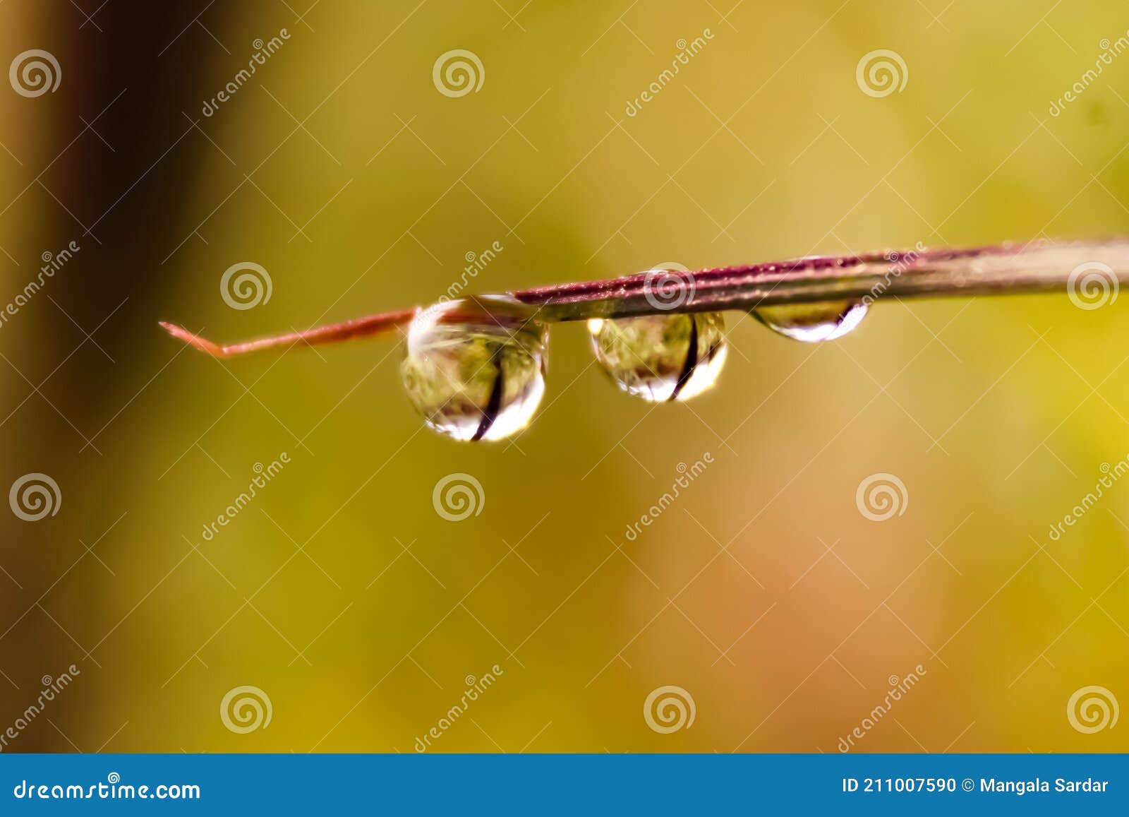The natural water drop stock photo. Image of water, natural - 211007590