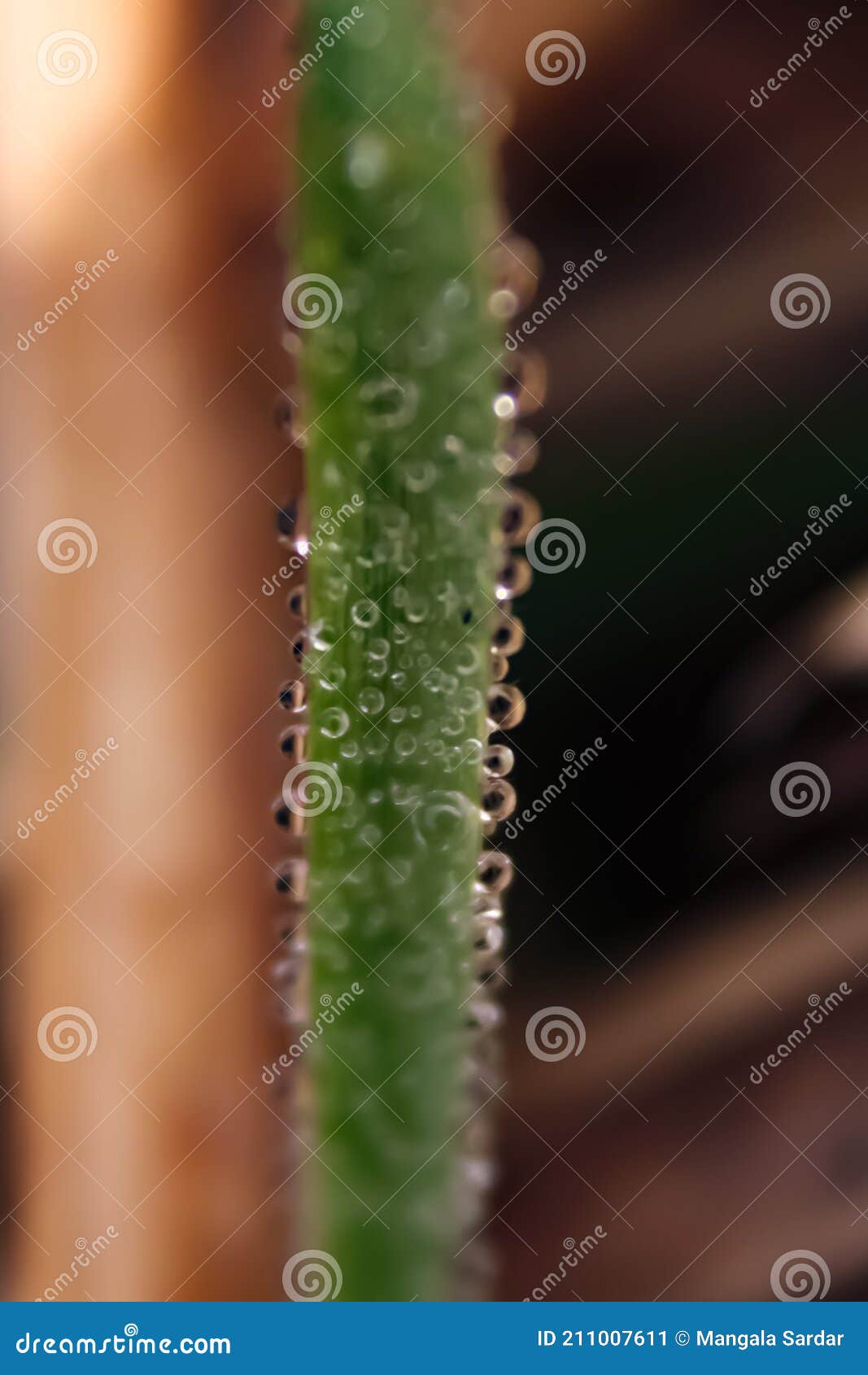 The natural water drop stock image. Image of morning - 211007611