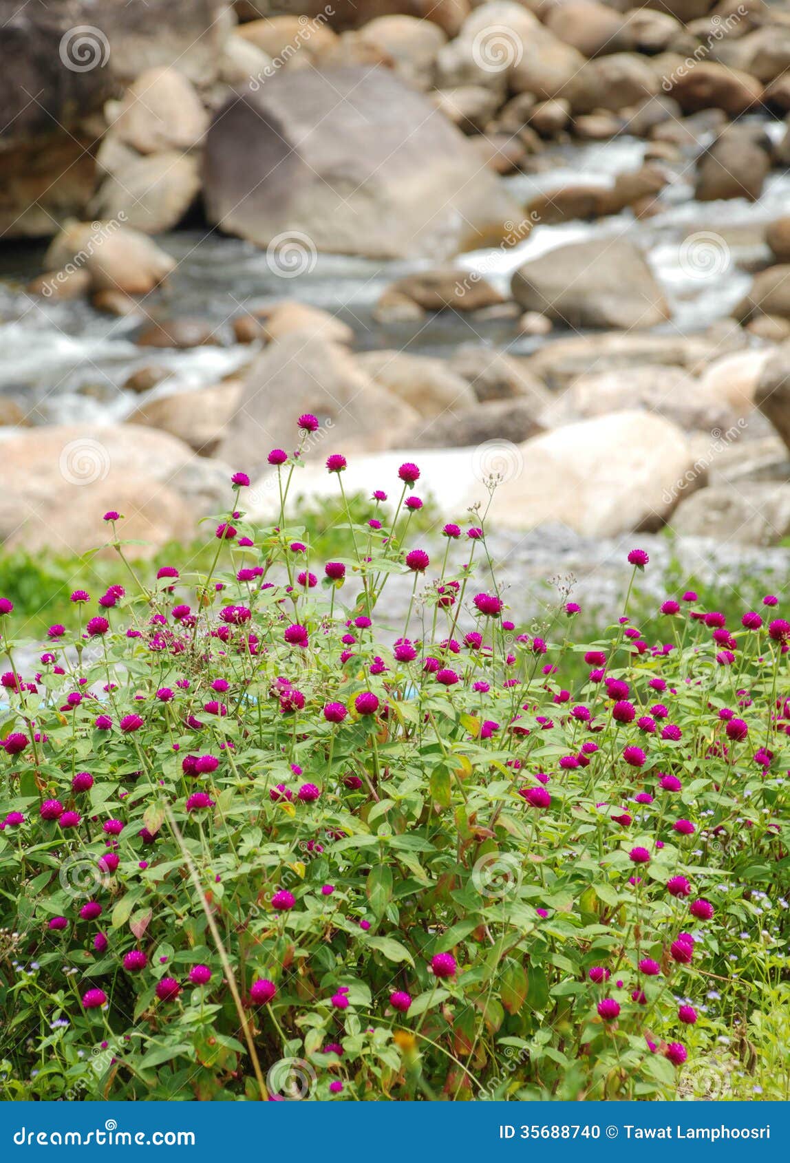 Natural water flower stock photo. Image of flow, season - 35688740