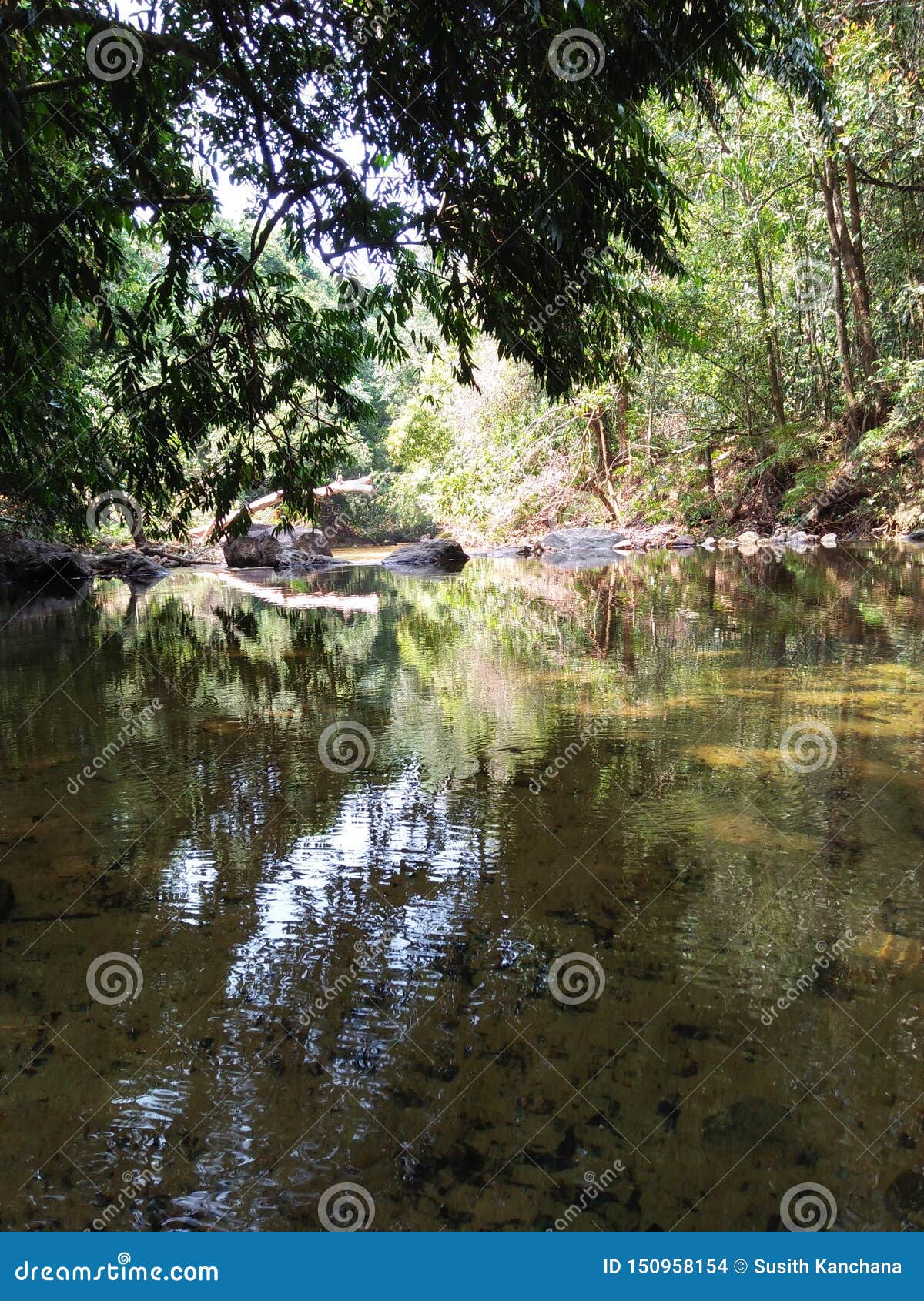 Natural Water Pool in Forest Stock Photo - Image of water, forest ...