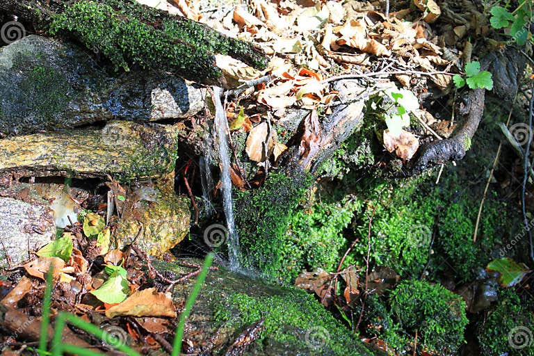Natural Water Spring stock photo. Image of natural, green - 26894620