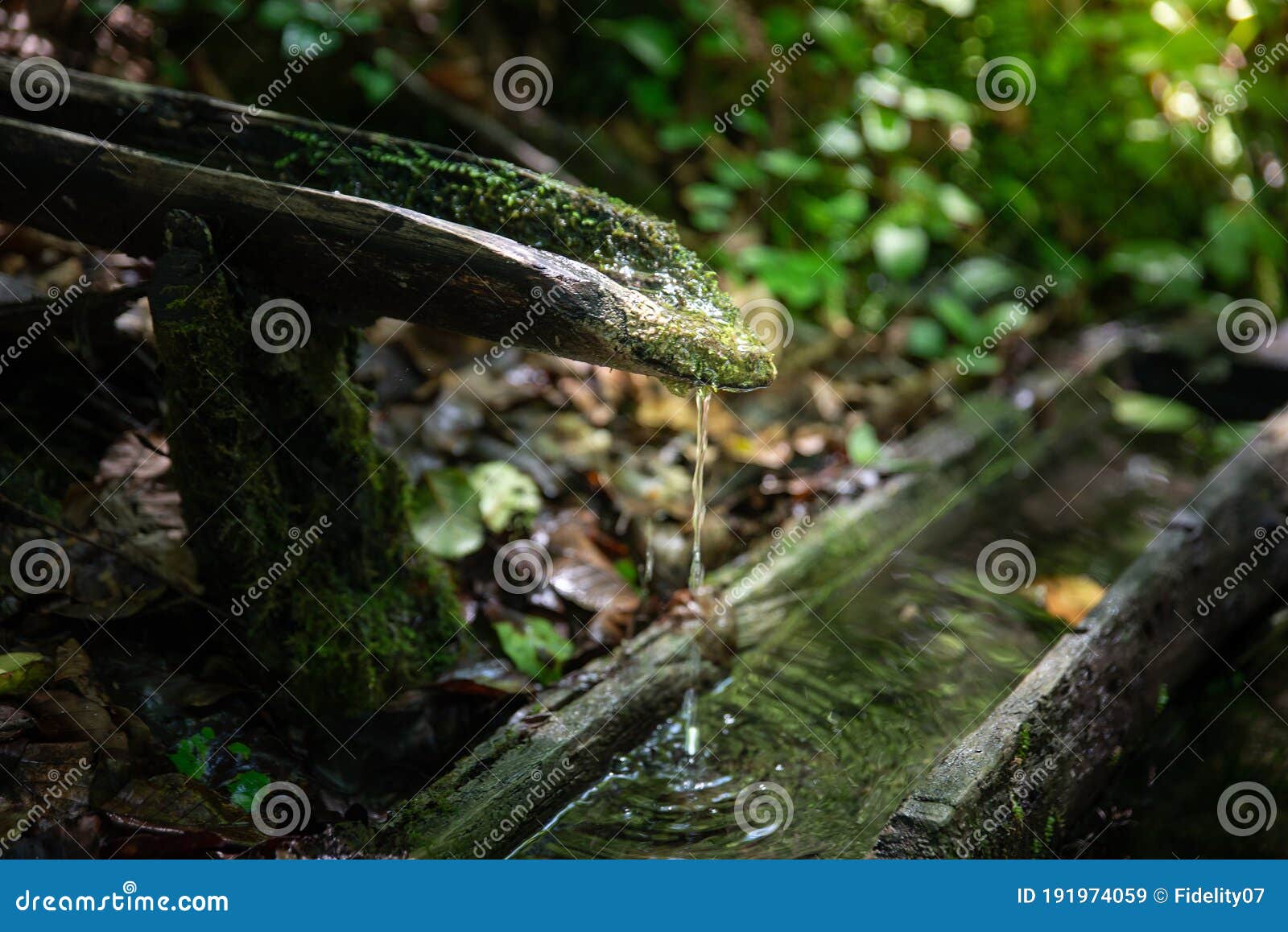 Natural Water Spring in the Green Forest Stock Image - Image of save ...
