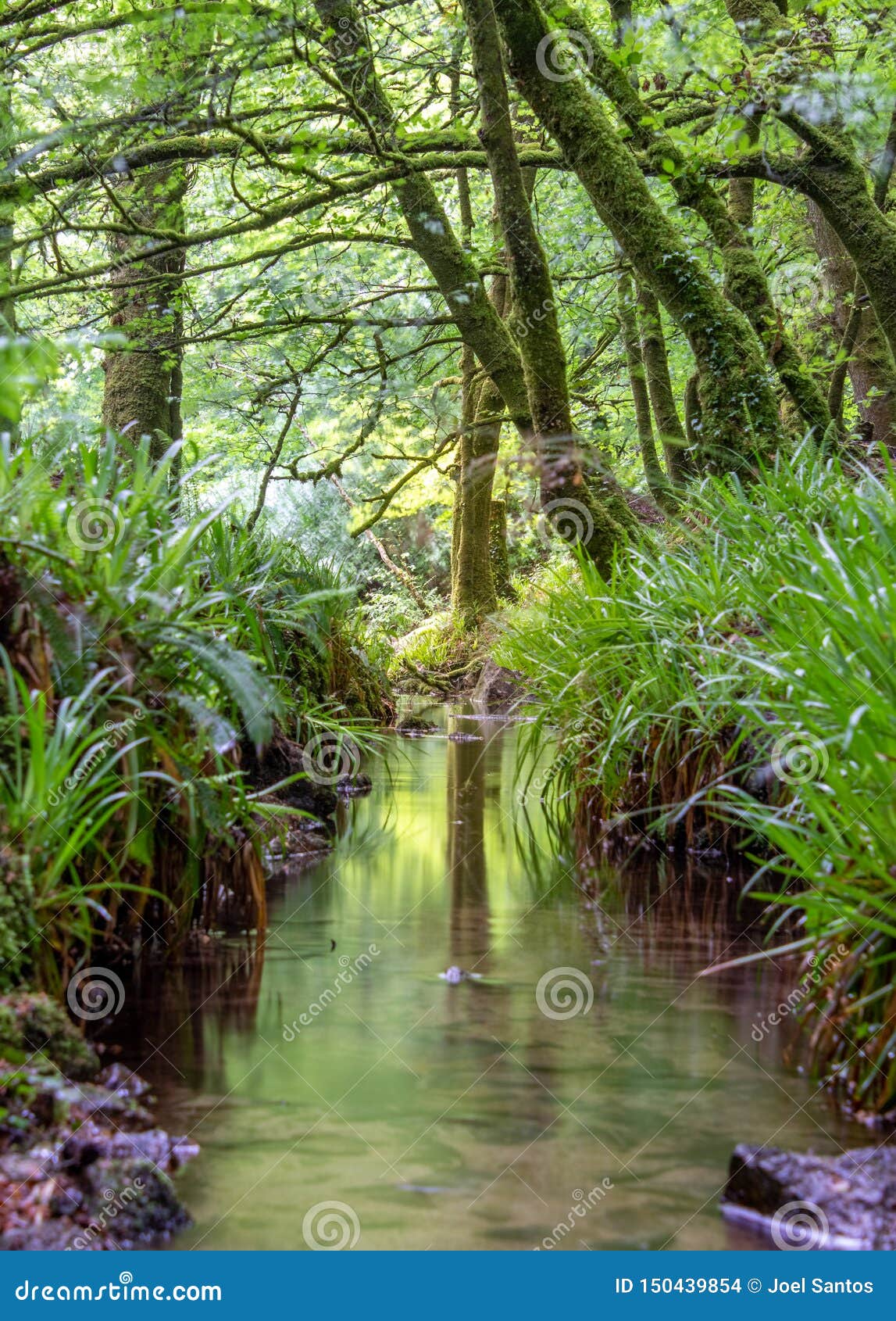 Natural Water Stream in the Forest Stock Photo - Image of natural ...