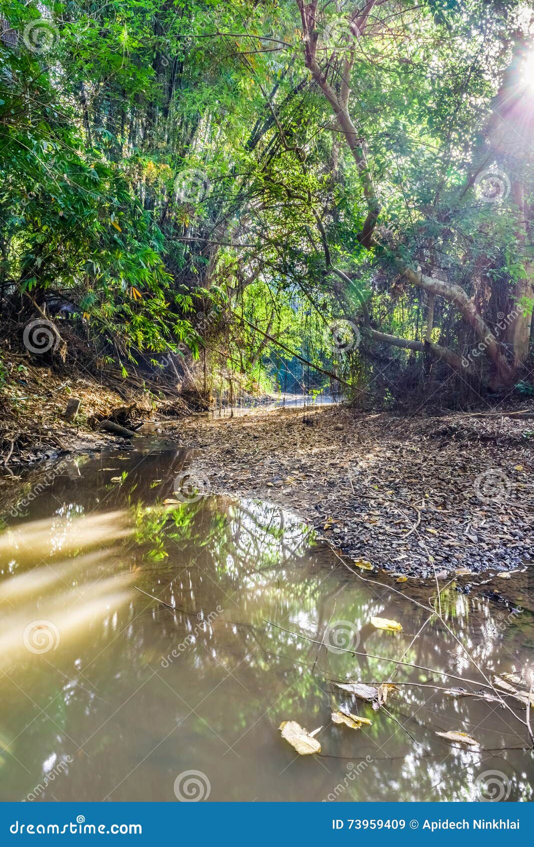 Natural Watercourse in Hot Summer Stock Image - Image of sunshine ...