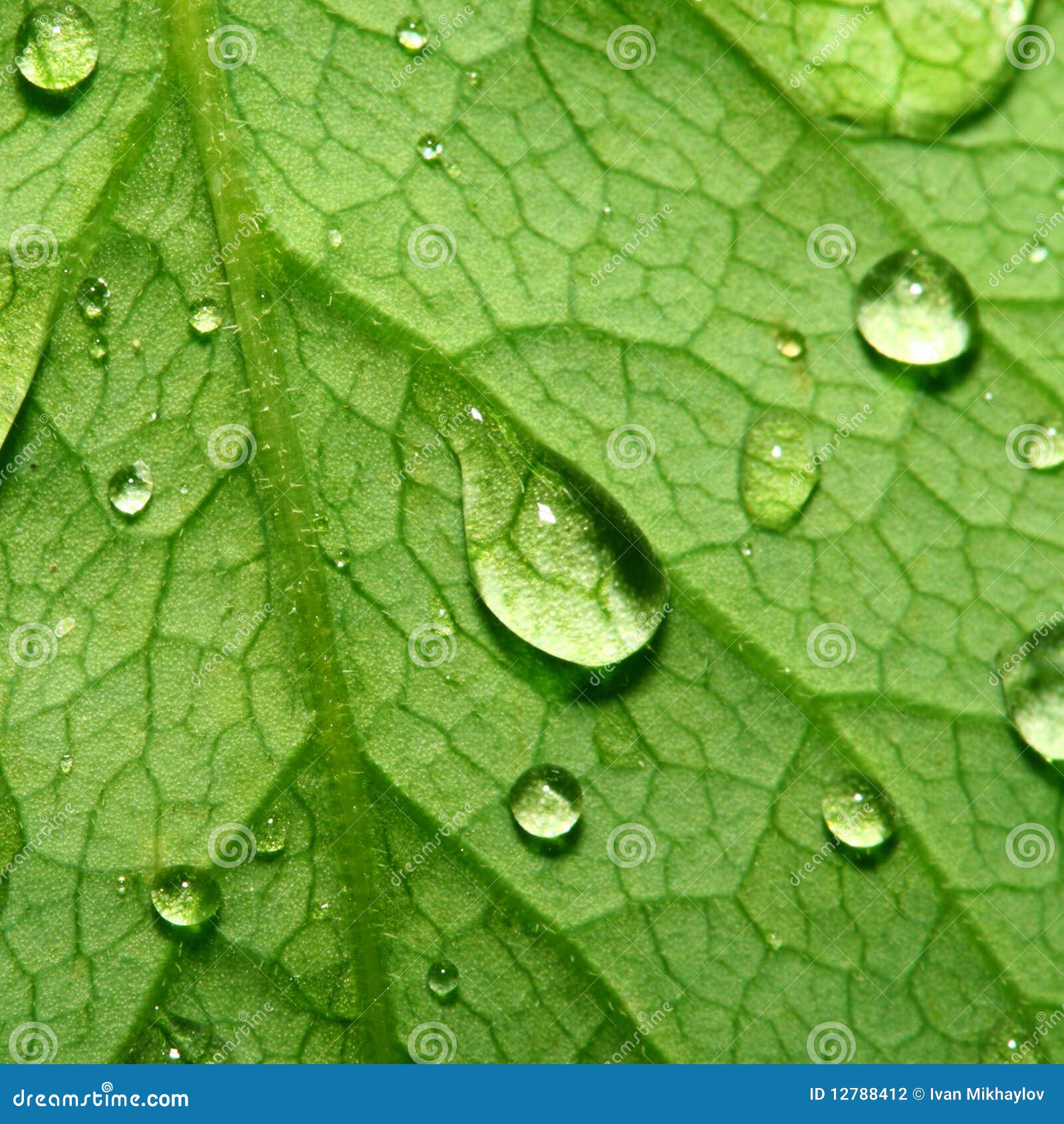 Natural waterdrop stock photo. Image of structured, leaf - 12788412