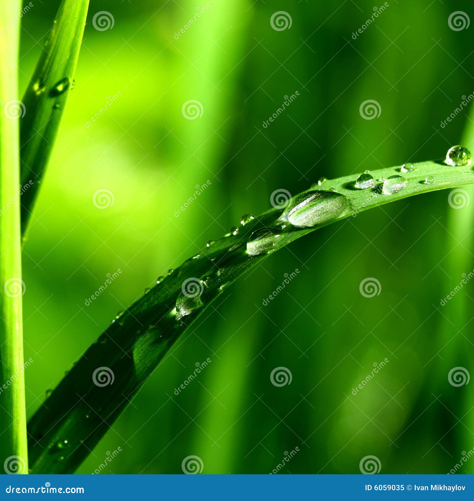 Natural waterdrop stock image. Image of leaf, bright, raindrop - 6059035
