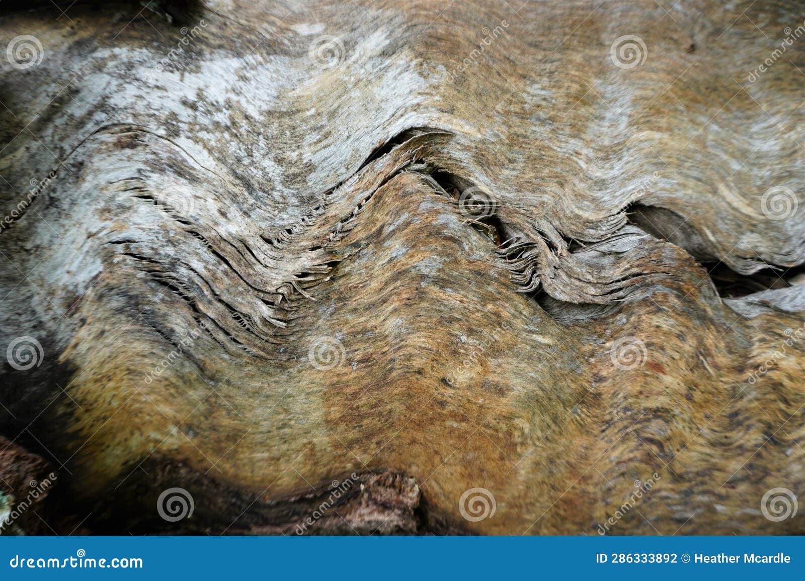 Natural Wave Pattern in Dried Out Cracking Tree Trunk Stock Photo ...