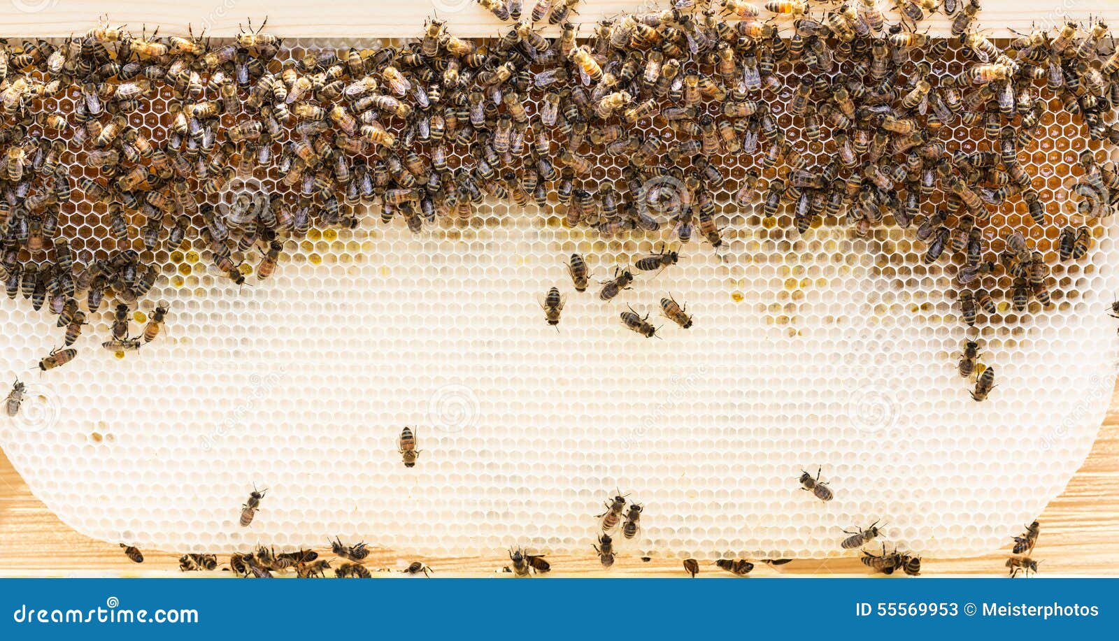 Natural Wax Foundation with Bees Stock Image - Image of comb, apis ...