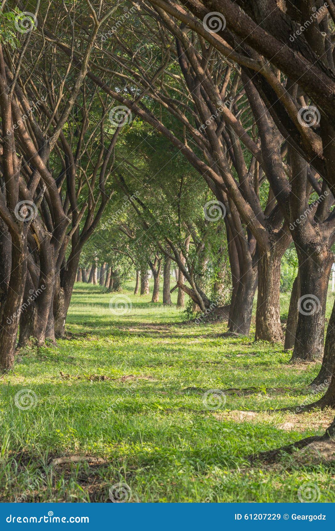 Shape Of Samanea Saman Trees And Pattern Of Branch In Black And White ...