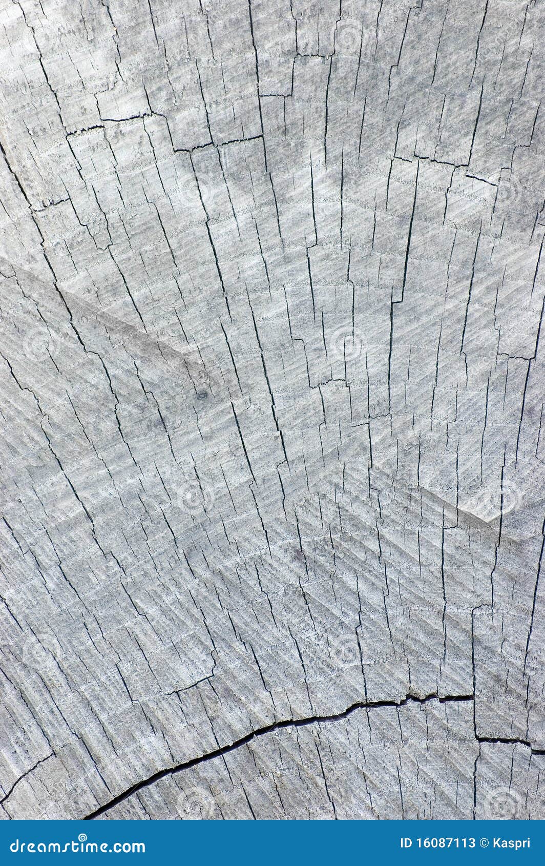 Natural Weathered Grey Tree Stump Cut Texture Stock Image - Image of ...