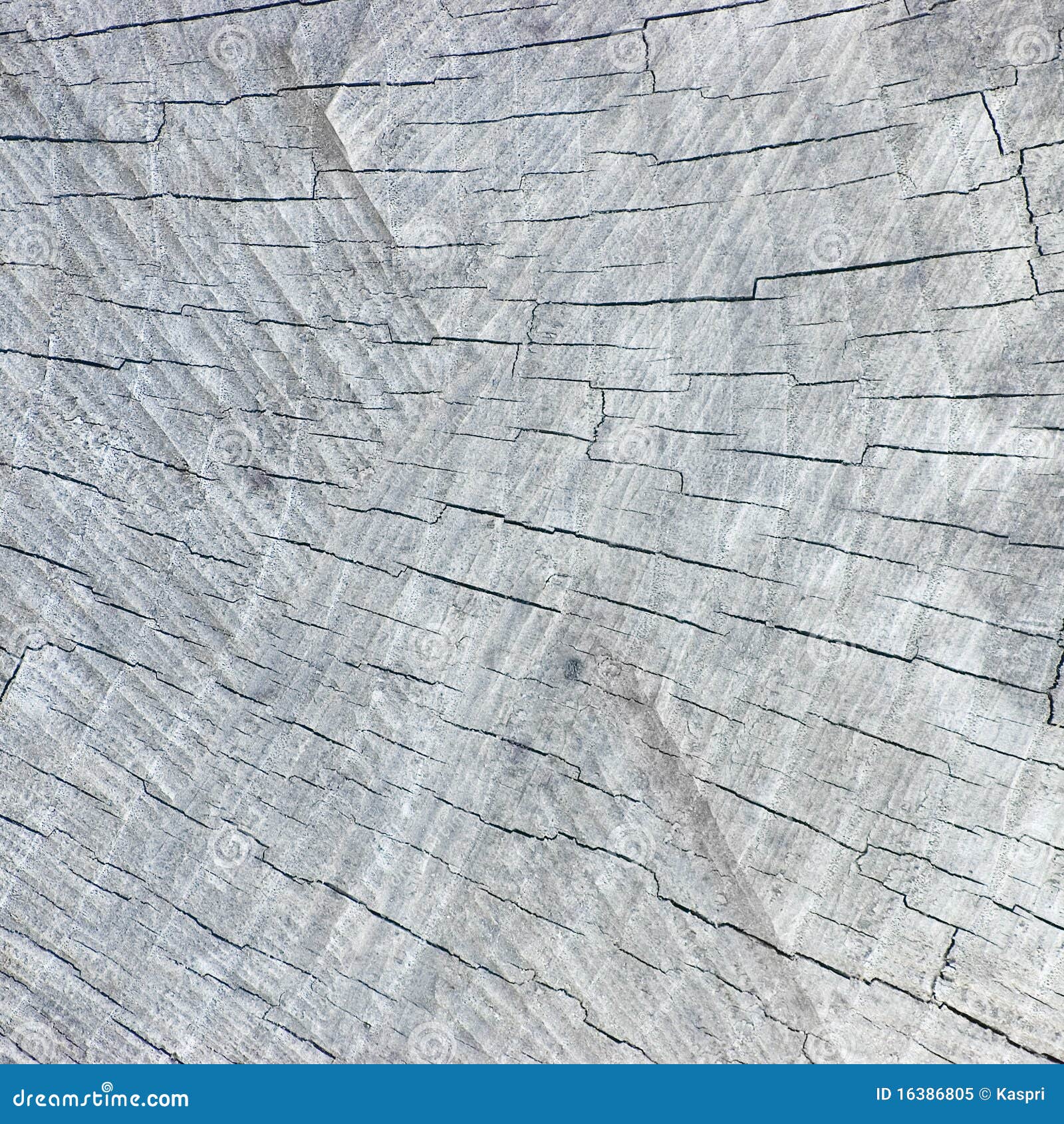 Natural Weathered Grey Tree Stump Cut Texture Stock Image - Image of ...