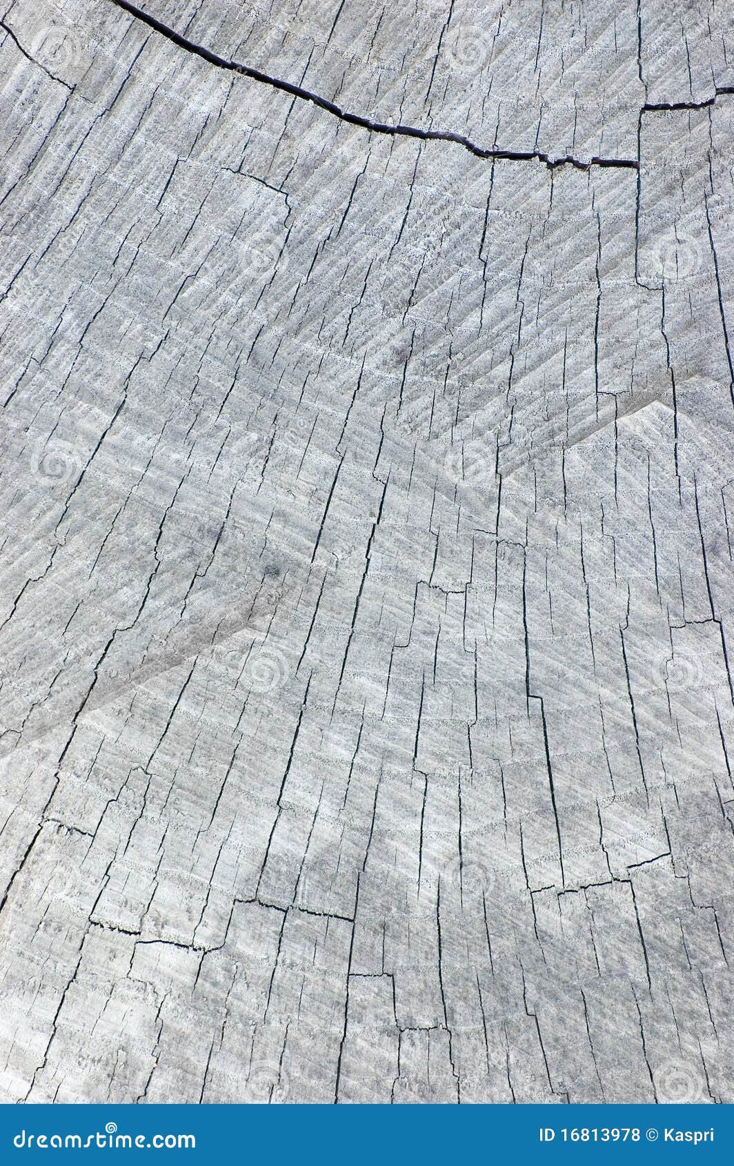 Natural Weathered Grey Tree Stump Cut Texture Stock Photo - Image of ...