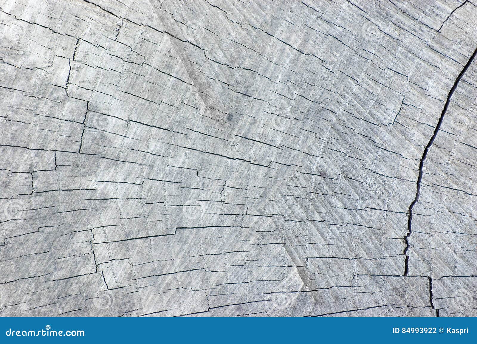 Natural Weathered Grey Tree Stump Cut Texture, Large Detailed ...