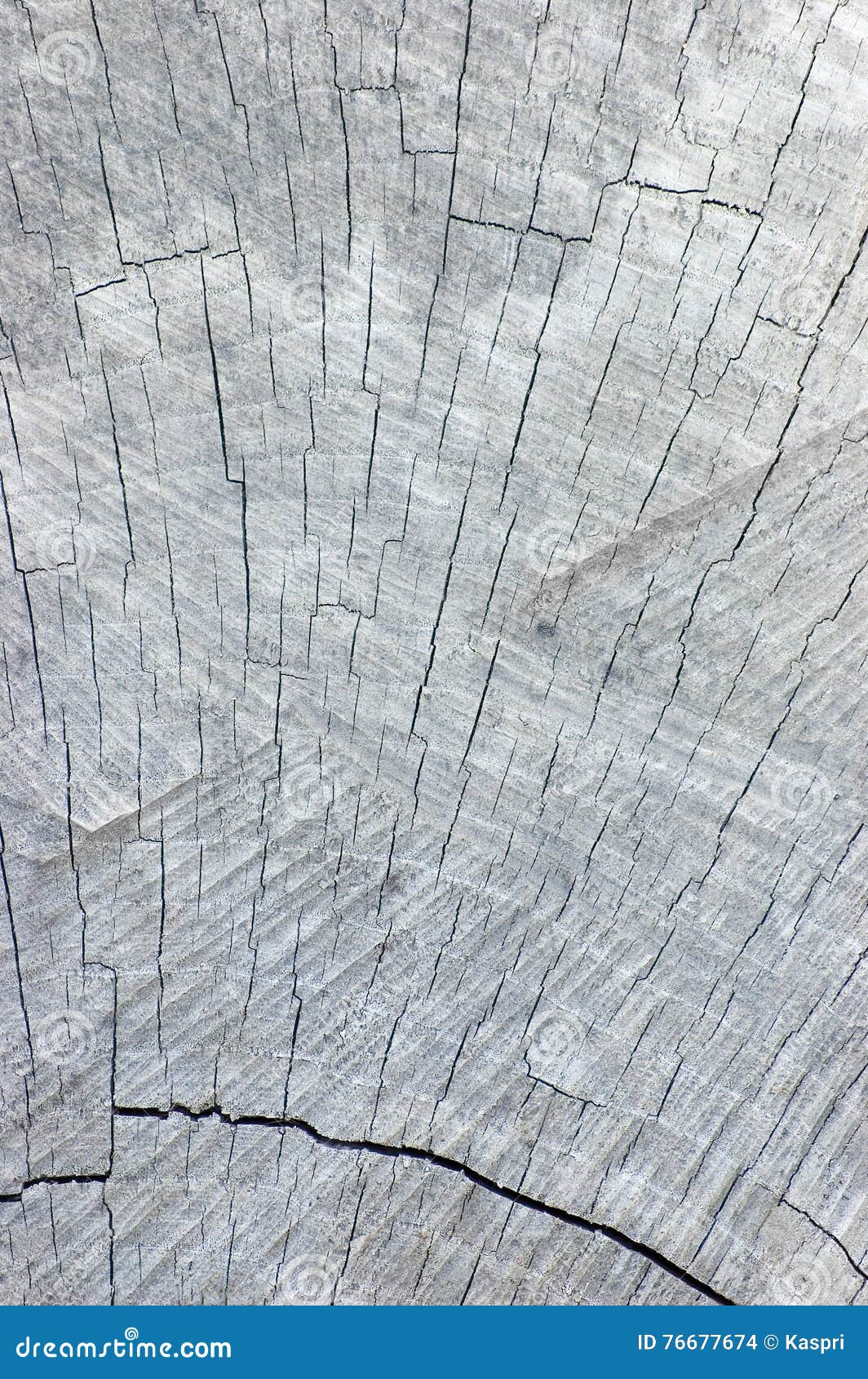 Natural Weathered Grey Tree Stump Cut Texture, Large Detailed Textured ...