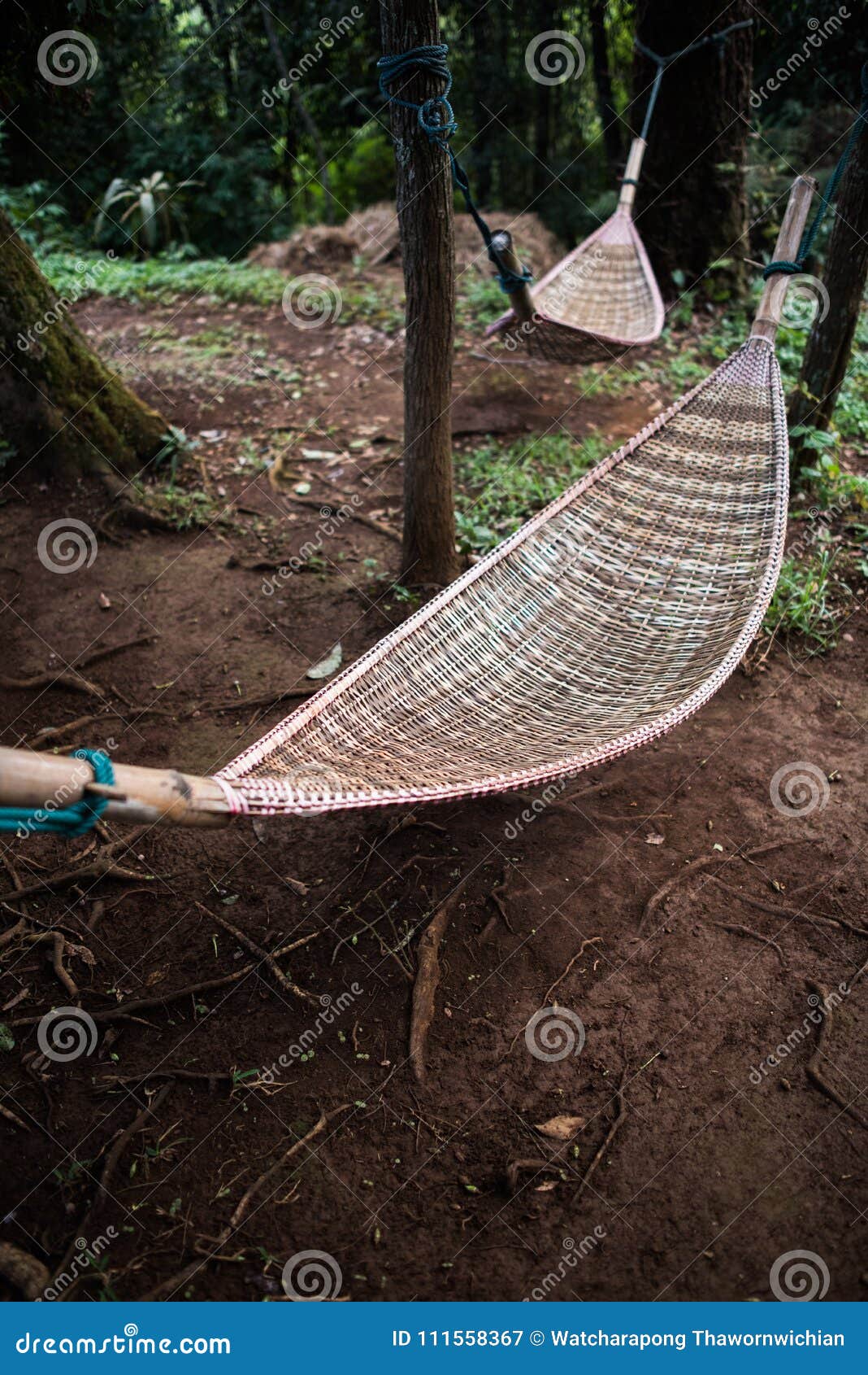 Natural Weave Hammock in Forest Stock Image - Image of green, tree ...