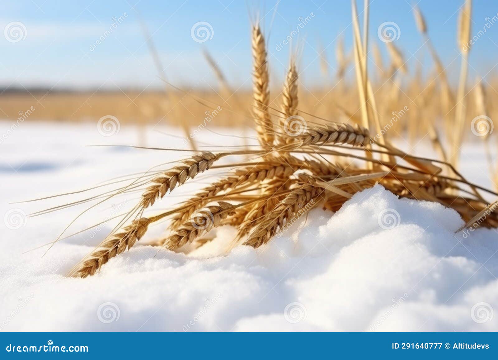 Natural Wheat Arrangement Placed on a Thick Layer of Snow Stock Image ...